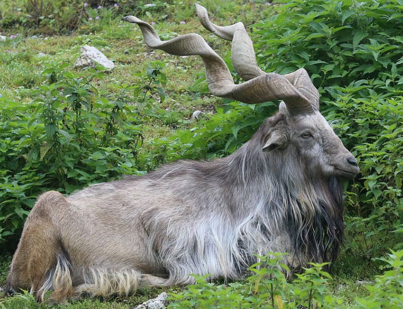 Amazing : Markhor :- Screw Horn Goat, Infy World.
