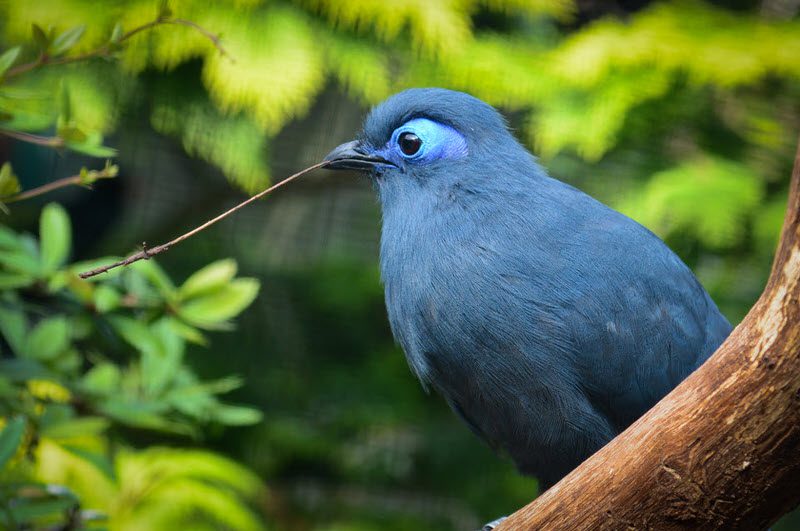 Blue Coua Madagascar - Infy world
