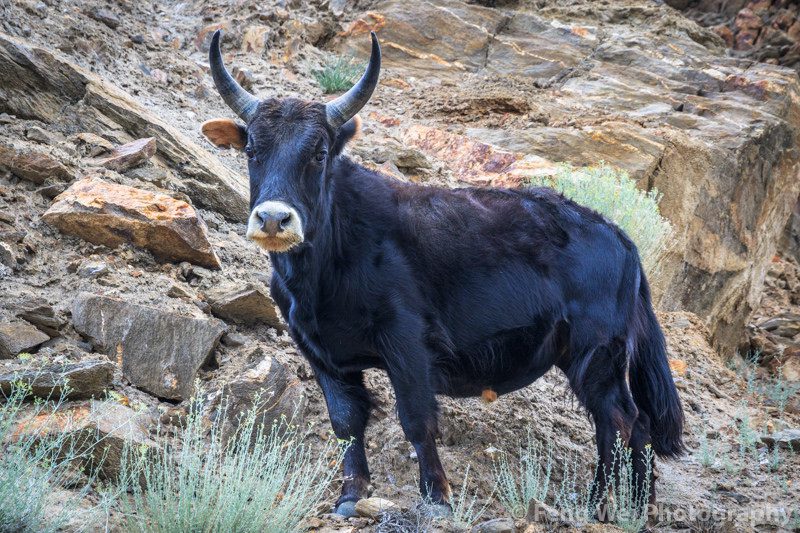 Dzo ,Yak + Domestic Cattle , Hybrid Animal In The World